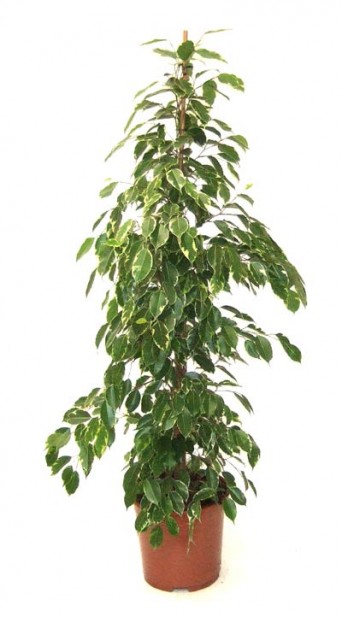 Ficus Gold King - Giardinaggio Piante e Fiori