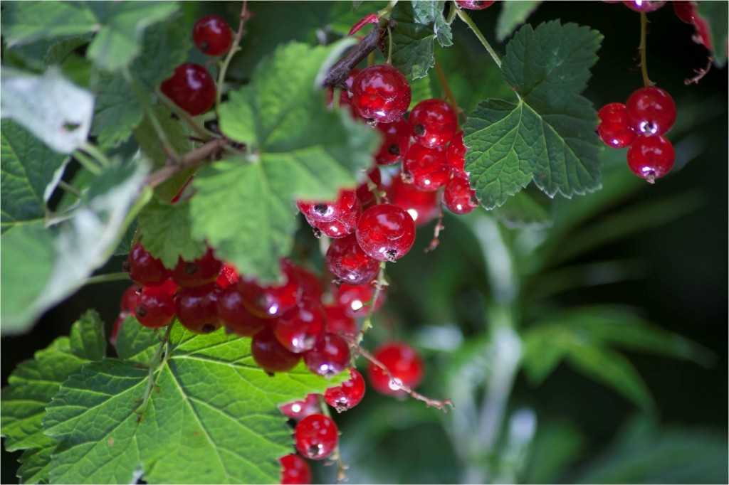Il ribes: coltivazione e proprietà di una pianta resistente al freddo ...